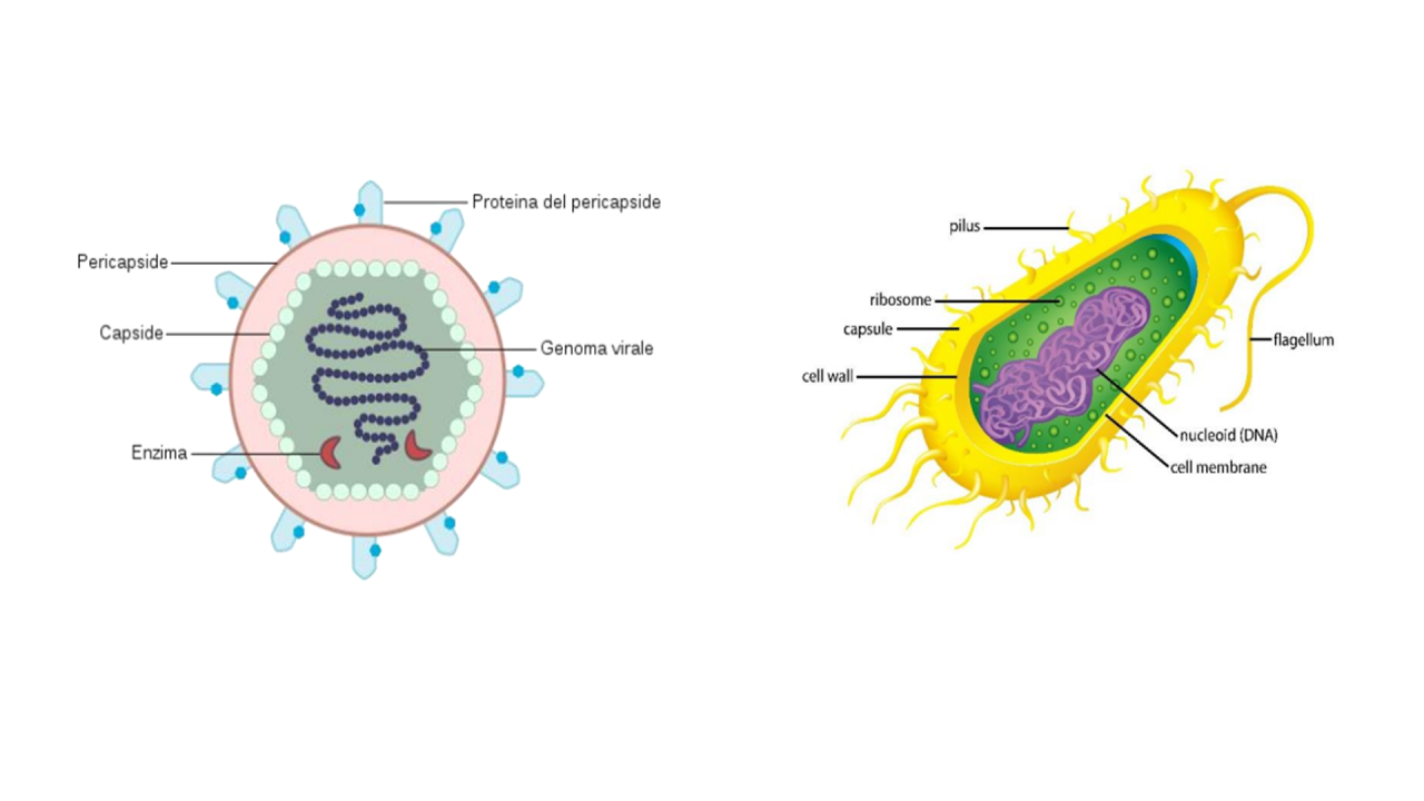 Bacterias | STEM Methodologies In Sign Languages